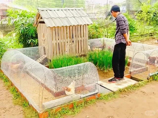 鸡笼子自制 - 小红书搜索-花瓣网