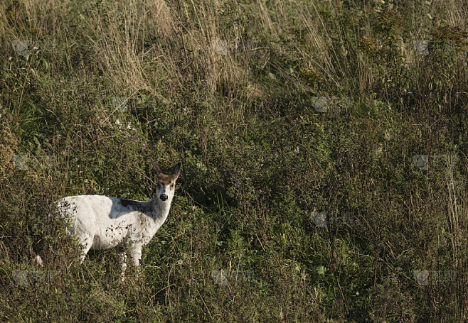白色deer2素材-花瓣网