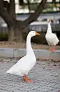 Toulouse Goose Bird Duck Domestic Goose PNG - Free Download图片_待分类图片素材-花瓣网