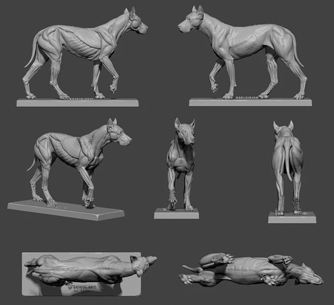 Blue - Canine ecorche 3dtotal, Gael Kerchenbaum : This is Blue, our ...