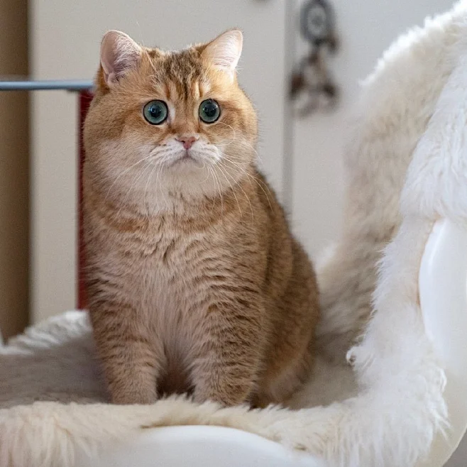 hosico_cat -花瓣网