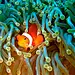 Cephalopod: planktonic octopus paralarva.-花瓣网