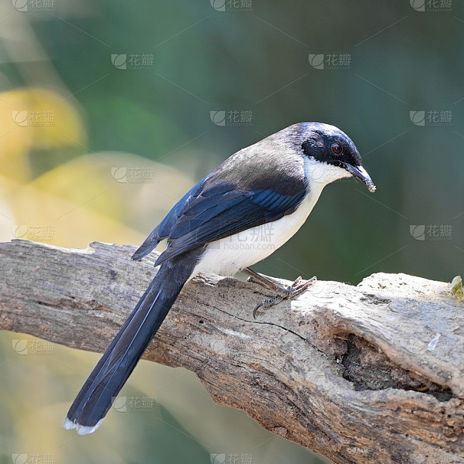 Dark-backed Sibia