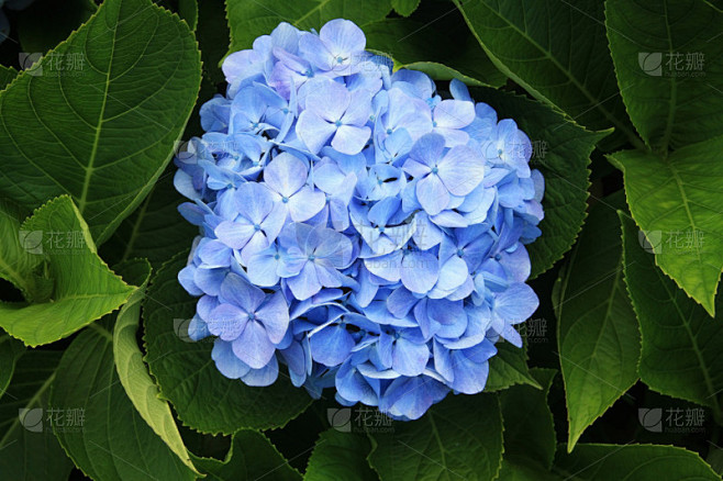 Hydrangea花