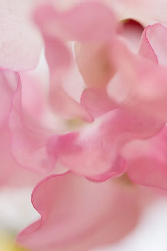 (5) Pinterest-花瓣网