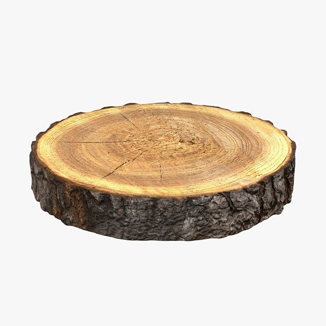 Wood Log Slice
