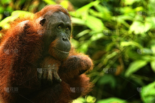 Orangutang