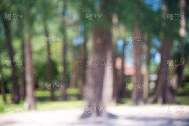 自然,背景,运动模糊,背景虚化,水平画幅,秋天,无人,散焦,户外,森林