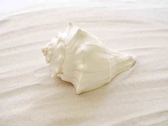 White Heavy Conch Shell : Listen to the sound of the ocean with our ...