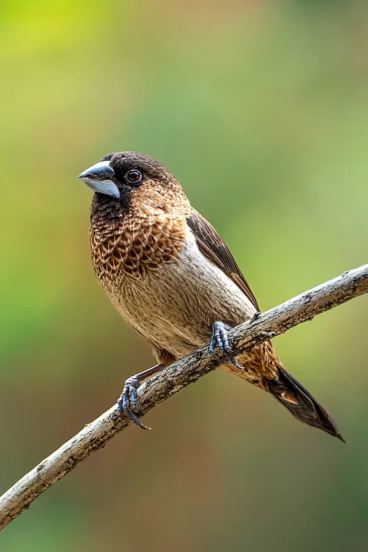 白腰文鸟照片下载-花瓣网