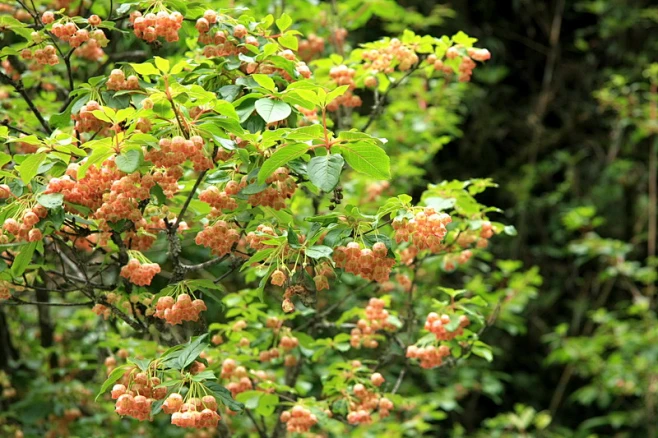 中文学名 毛叶吊钟花 拉丁学名 Enkianthus deflexus (Griff.) Schneid. 科中文名 杜鹃花科 科拉丁名 ...