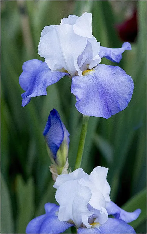 "Iris 19 Photograph by Howard Knauer."-花瓣网