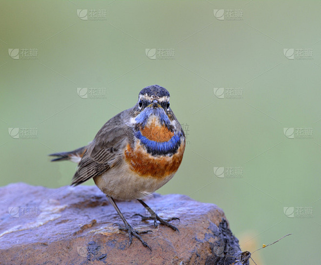 蓝色的喉咙(Luscinia svecica)漂亮的胖乎乎的棕色鸟