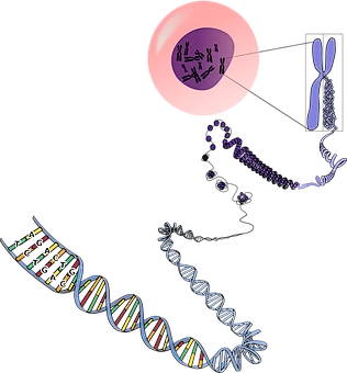 Genetics, Chromosomes, Rna, Dna, Biology-花瓣网