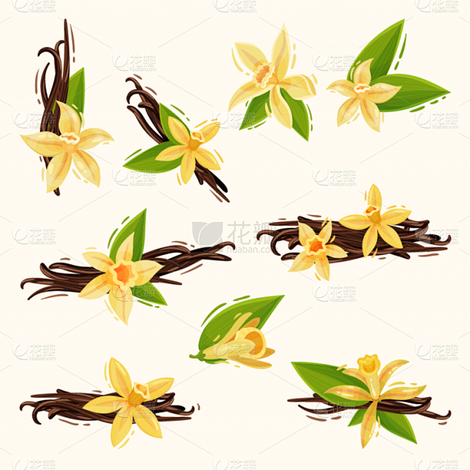 vanilla flowers and pods or sticks isolated on
