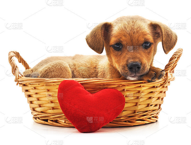 篮子里的小狗。