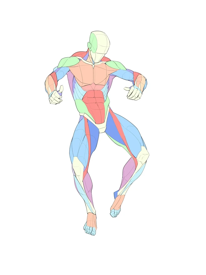 跟新一组男性肌肉结构和动态绘画素材-花瓣网