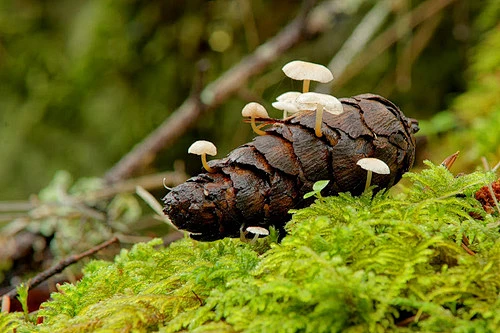 naturespiritheart: by Benjamin Madison -花瓣网