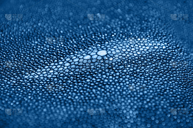 stingray skin texture. Background nature wallpaper