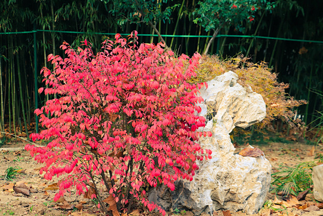 火焰卫矛（Euonymus alatus (Thunb.) Sieb. 'Compactus'）3