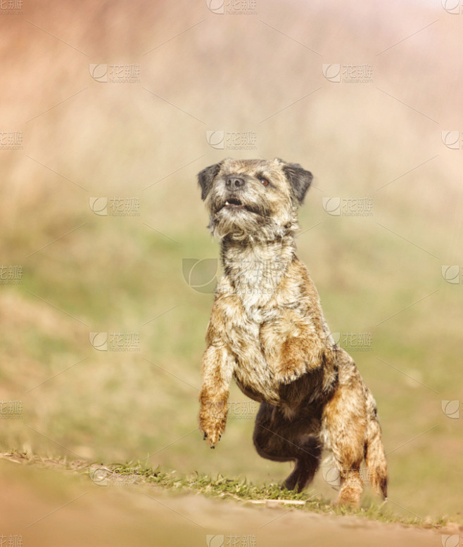 博德猎狐犬,狗,乐趣,小狗,春天,自然美,垂直画幅,美,梗犬,户外