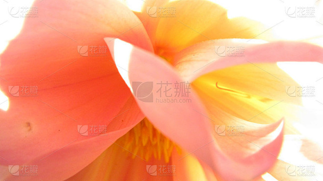 P.Spring橙色专辑