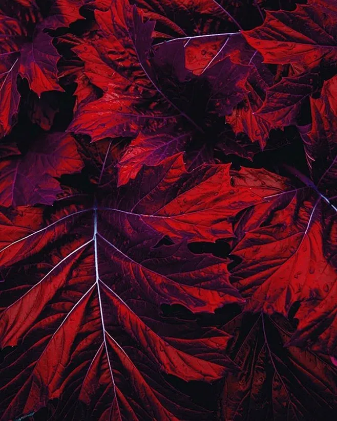 花瓣灵感详情页-花瓣网