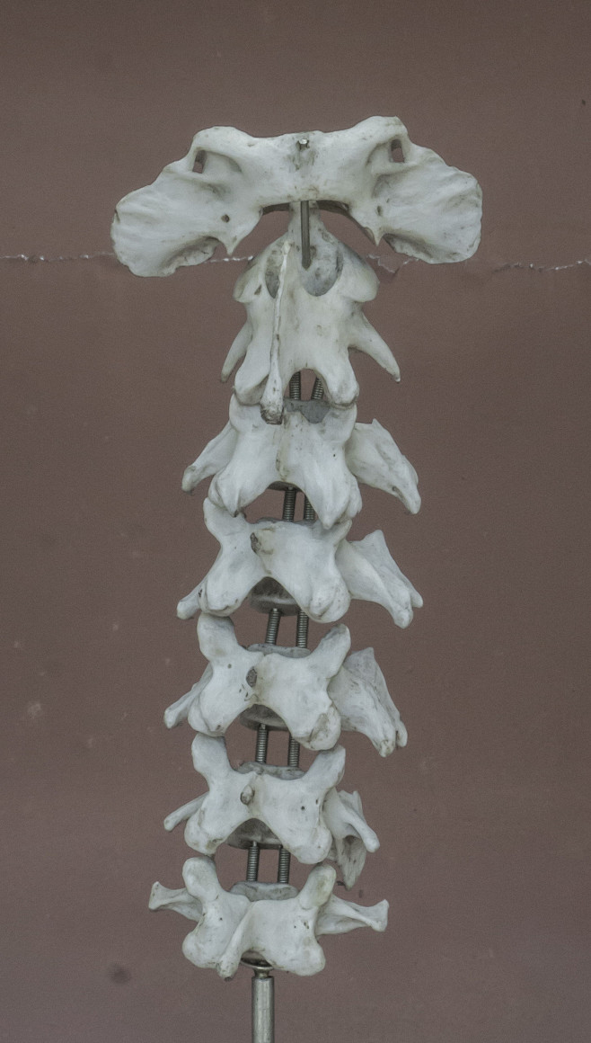 Skulls & Bones (263)