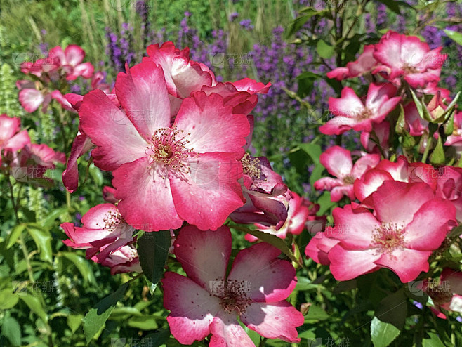 Die Rose Strauchrose Pretty Kiss (Rosa 'Pretty Kis