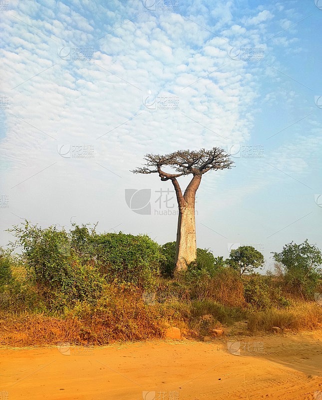 猴面包树树