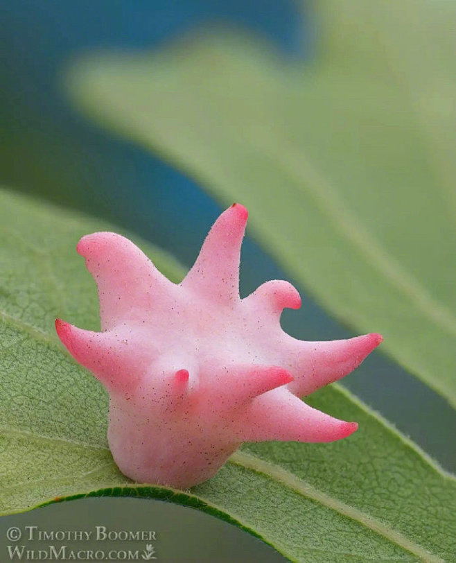 大自然裡的小精靈們 fr/Tim Boomer -花瓣网