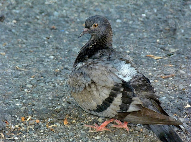 该pennuto素材-花瓣网