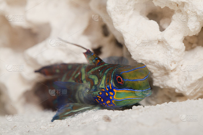 Mandarin dragonet(同步奇妙)