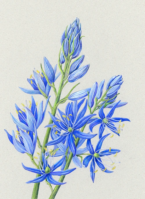 Best Botanicals图片_华&草木图片素材-花瓣网