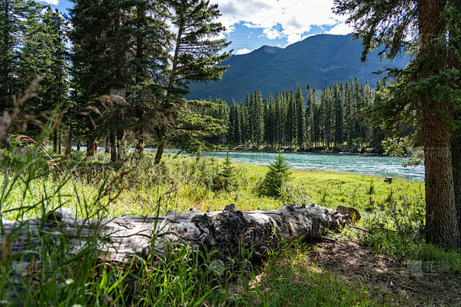 松树林景色在夏日阳光明媚的一天。弓河河畔。班夫国家公园，加拿大落基山脉