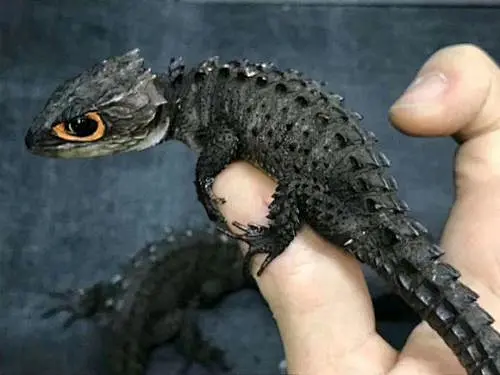 家养蜥蜴品种及图片_百度图片搜索-花瓣网