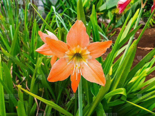 花儿开了，看起来又漂亮又漂亮