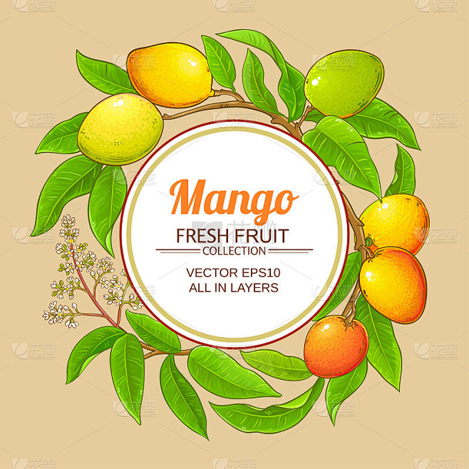 mango vector frame
