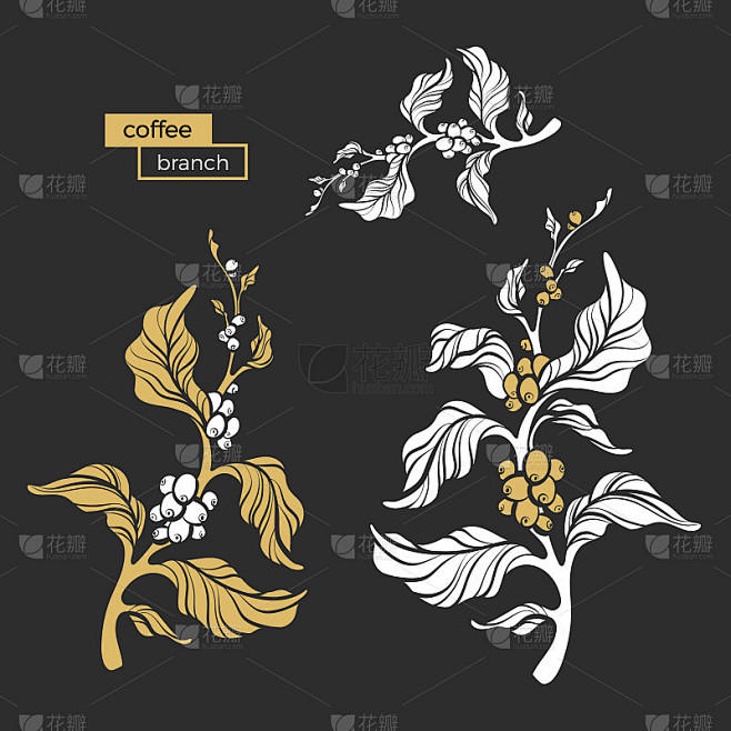 咖啡树的矢量分支