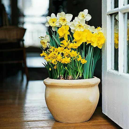 Design Idea: Try Them in Containers-Most bulbs do just as well in ...
