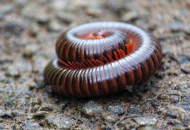红色千足虫盘绕在自然背景上