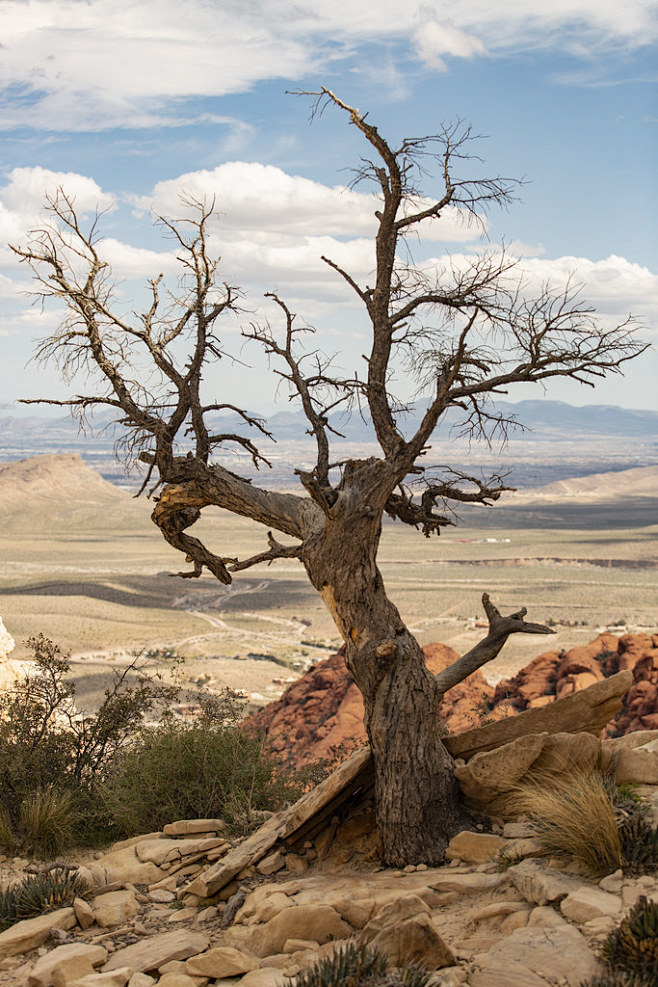 lonely tree. : Explore stevenbley photos on Flickr. stevenbley has ...