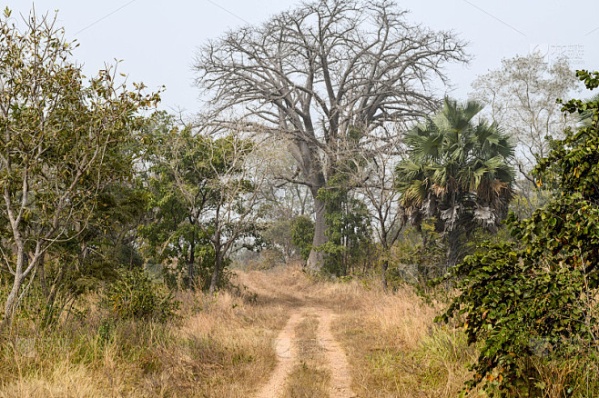 Sarakawa公园的土路。