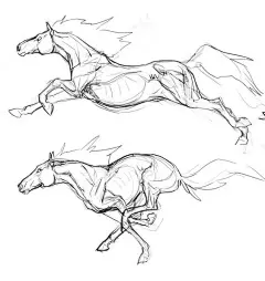 Animal Sketches by Altalamatox.deviantart.com on @deviantART-花瓣网