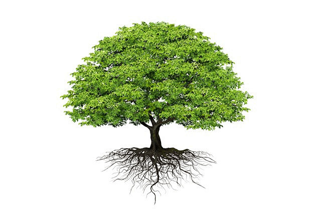 树木树根树冠矢量图素材