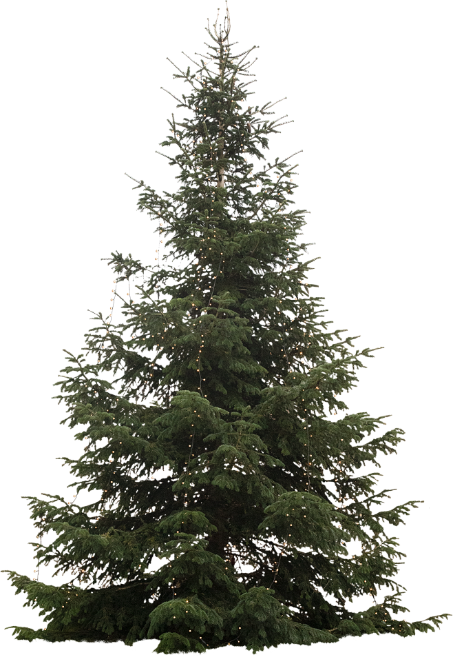 meye abies nordmanniana cutout tree in png