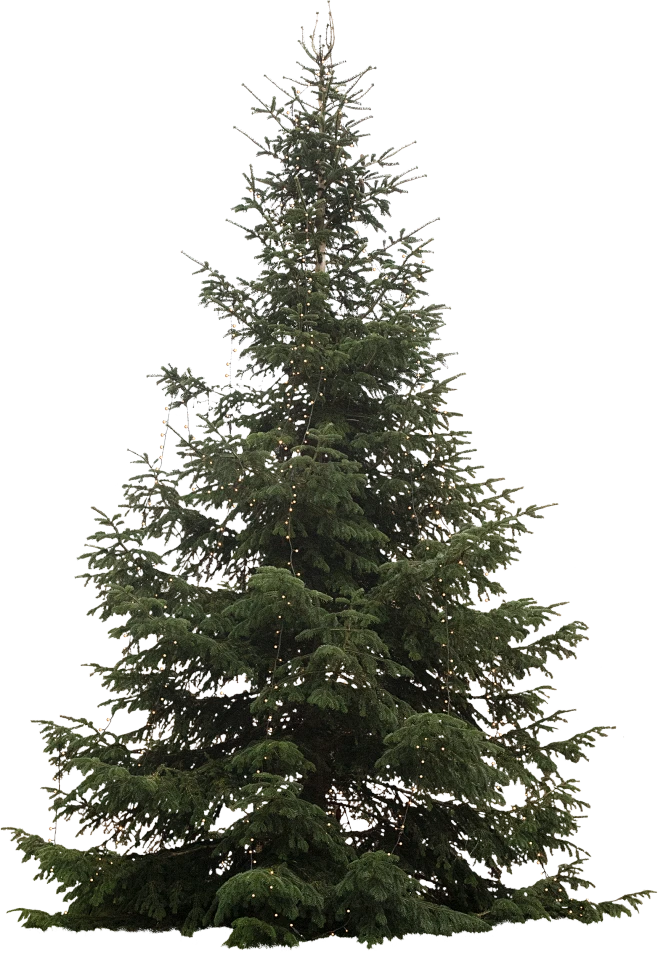 meye abies nordmanniana cutout tree in png-花瓣网