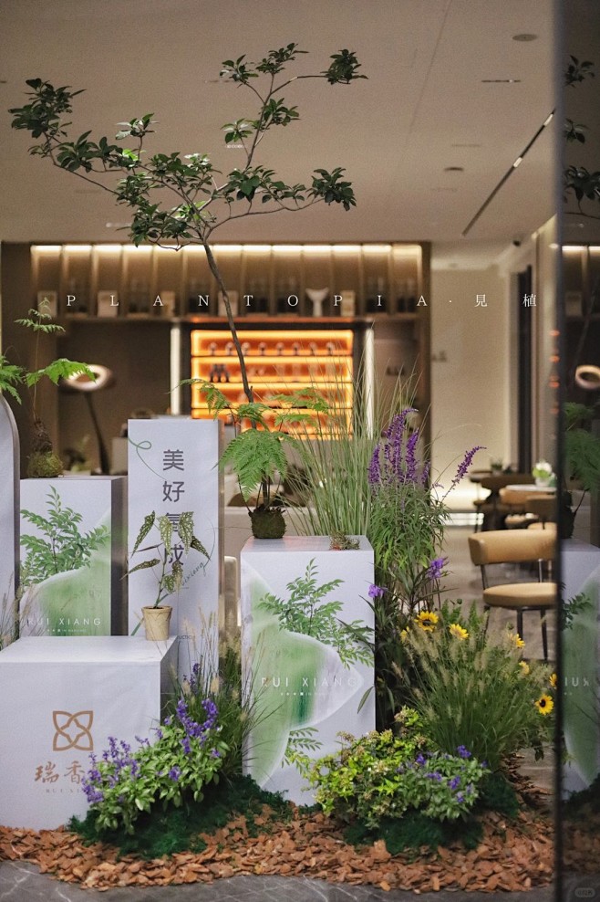 氛围感香氛展台植物布景_1_见植Plantopia_来自小红书网页版