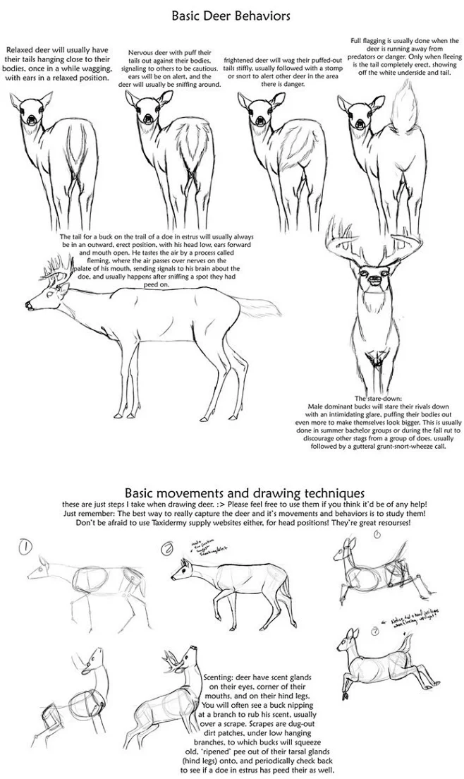 Basic Deer behavior tutorial by creepygoth666-花瓣网