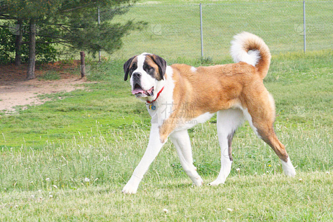 圣伯纳德狗散步